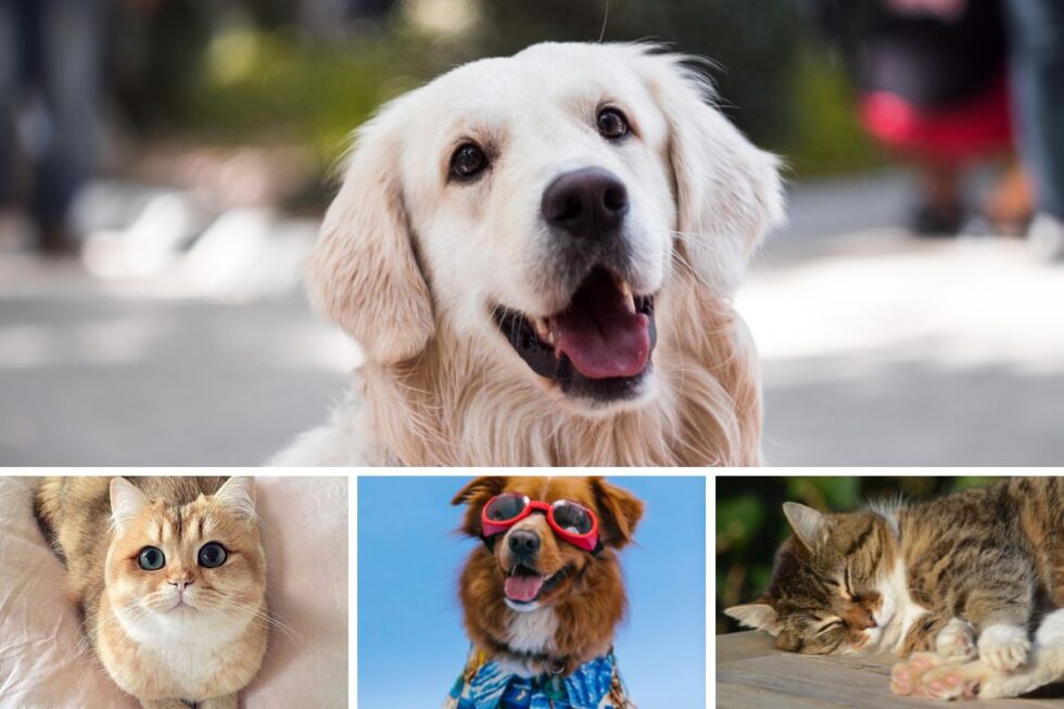 Vet In Virginia Beach | Virginia Beach Veterinary Hospital