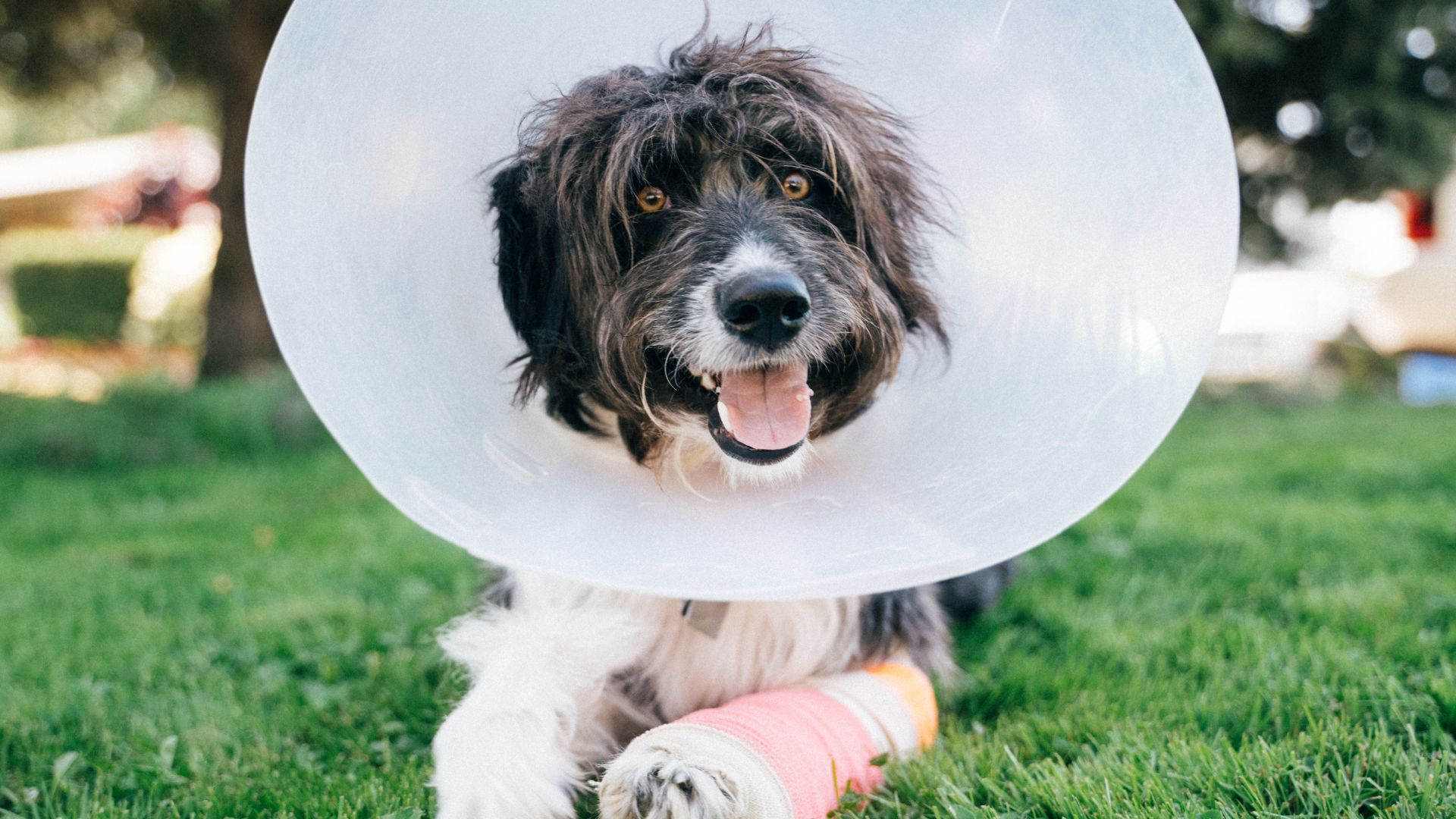 Pet Surgery In Virginia Beach, VA 23455 | Virginia Beach Veterinary ...