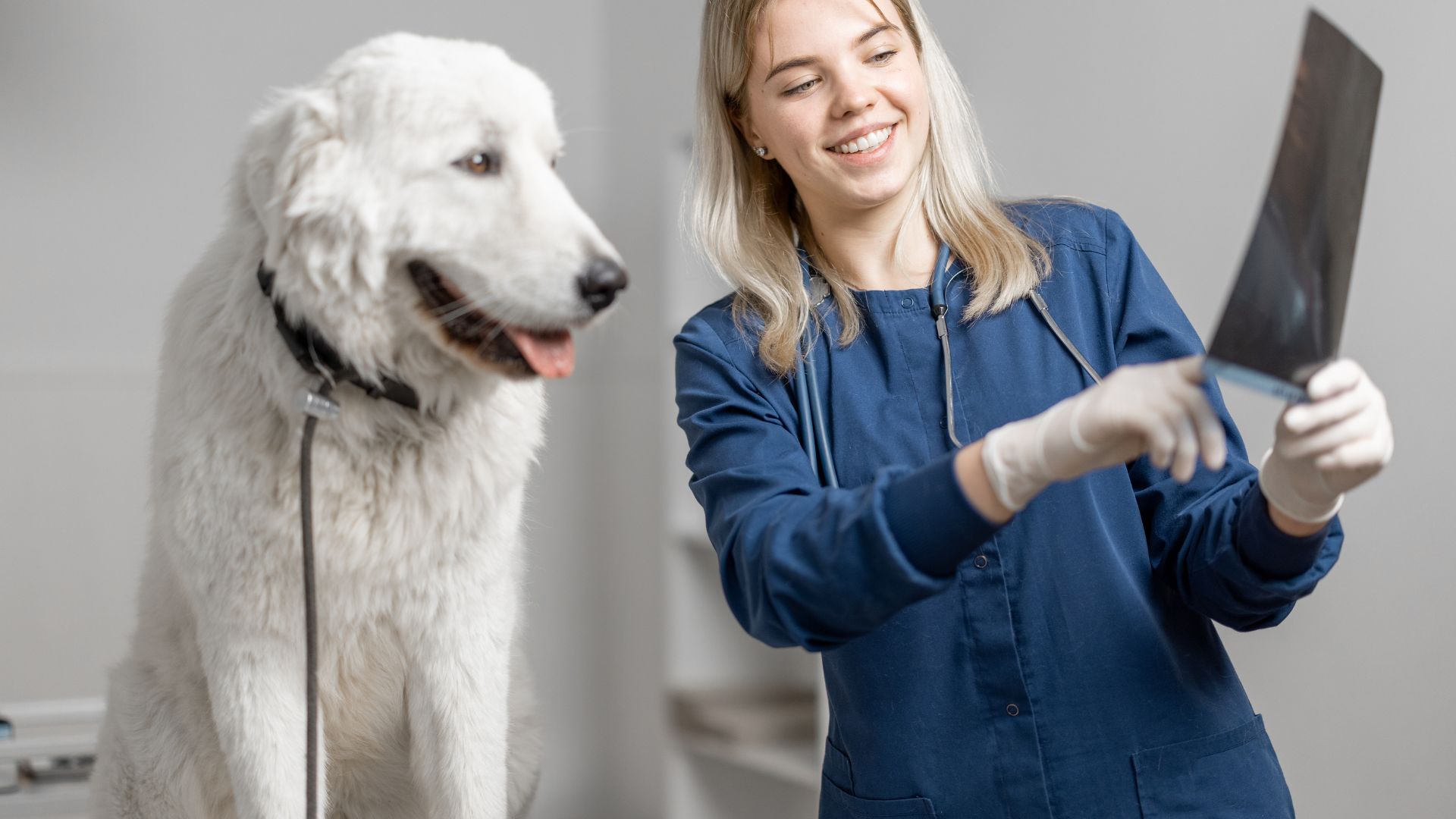 Pet Diagnostic Imaging In Virginia Beach, VA 23455 | Virginia Beach ...