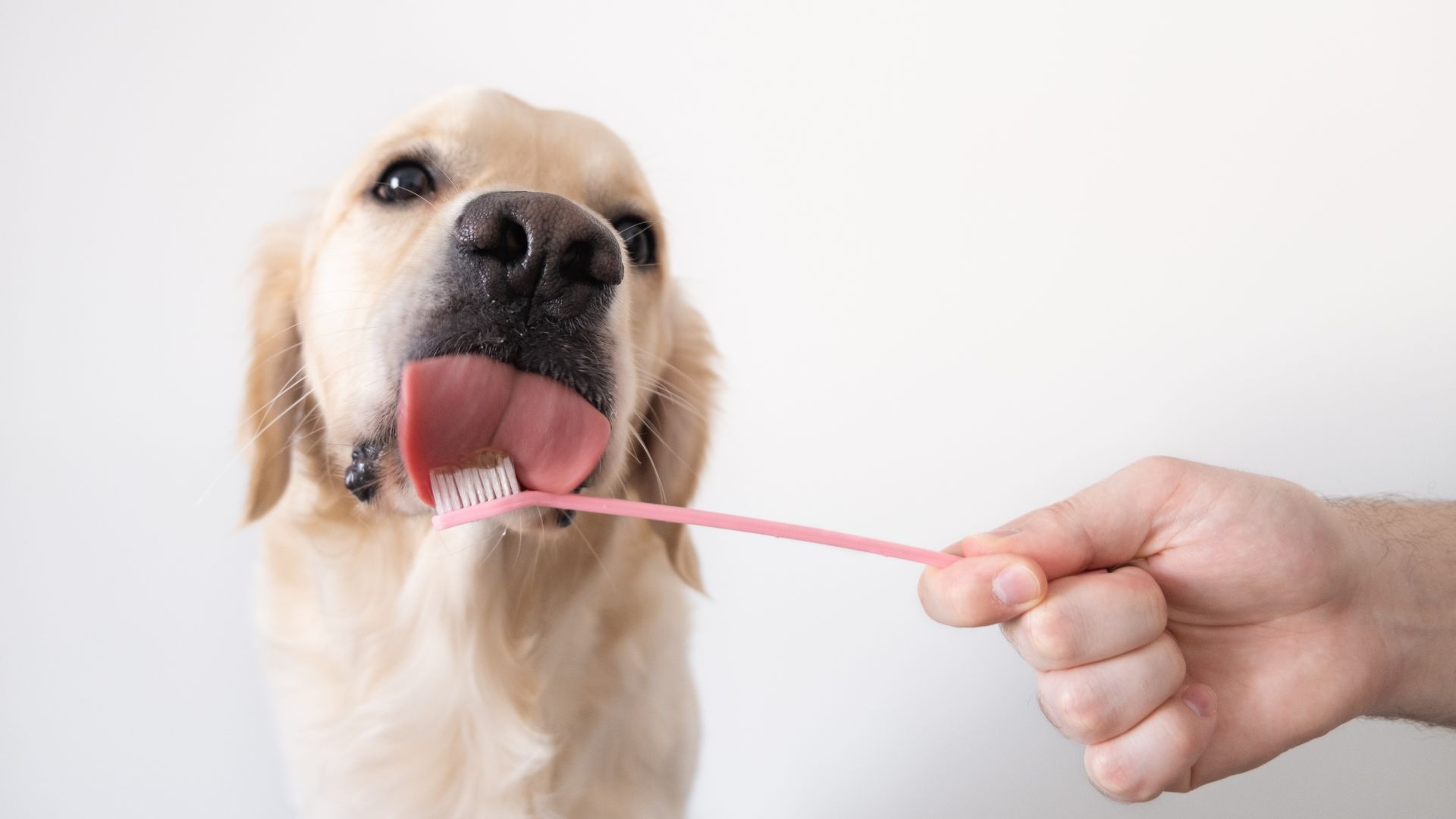 Pet Dentistry In Virginia Beach, VA 23455 | Virginia Beach Veterinary ...