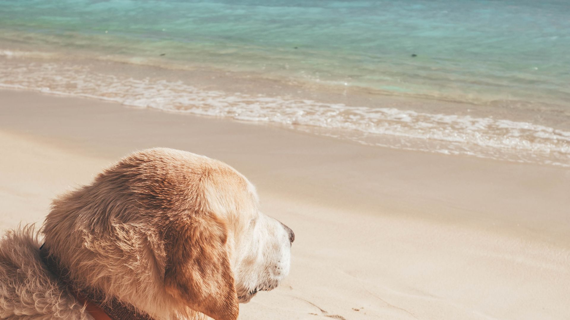 Virginia Beach Veterinary Hospital FAQs