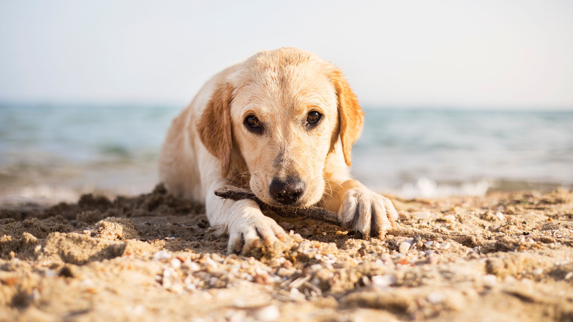 What To Expect | Virginia Beach Veterinary Hospital