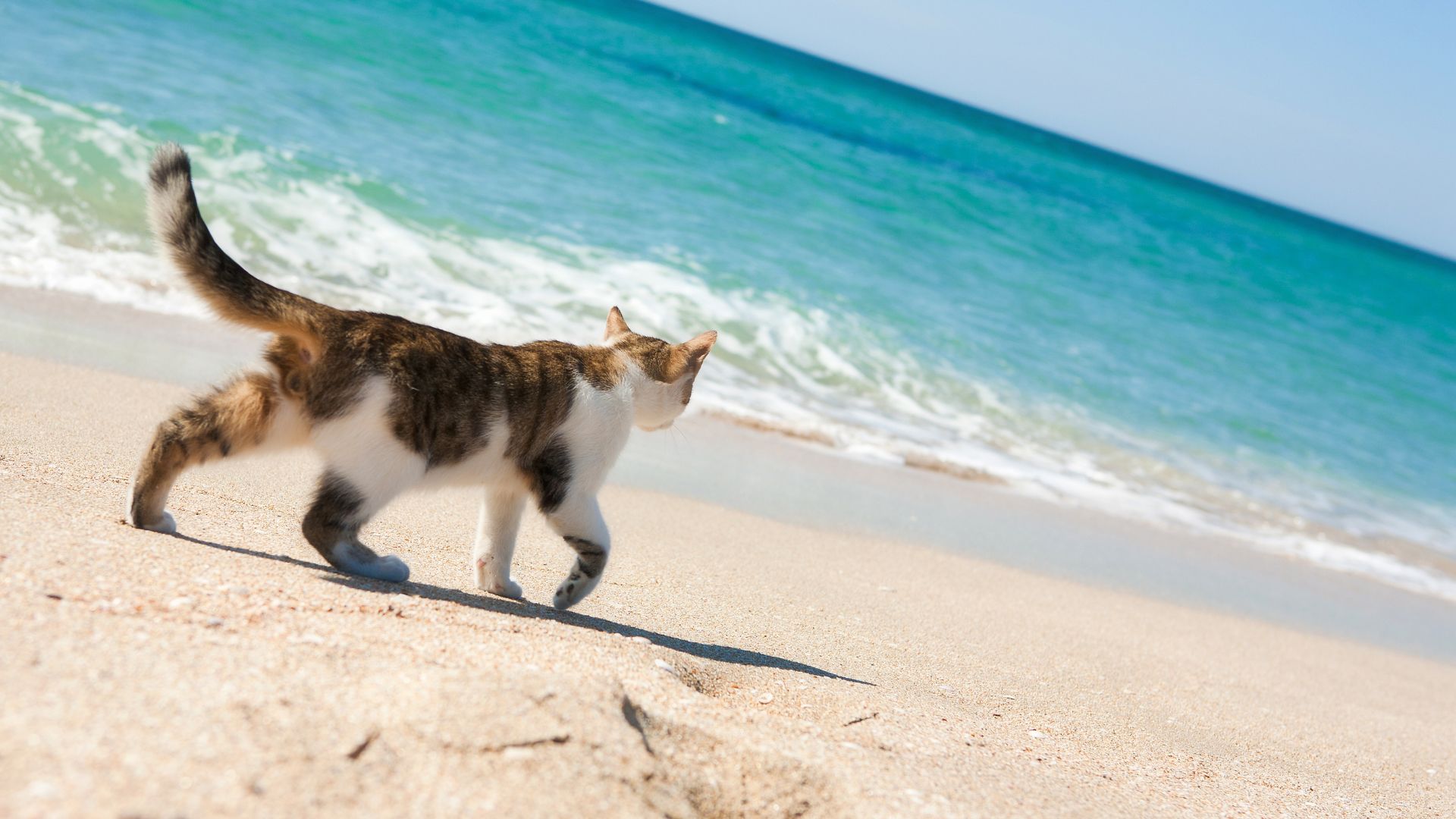 New Client Form | Virginia Beach Veterinary Hospital