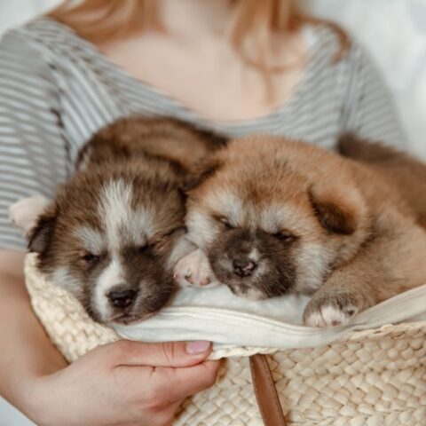 Virginia Beach, VA 23455 Veterinary Services | Virginia Beach ...